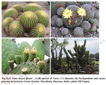 Desert Ecosystem – Ecosystem structures & functions