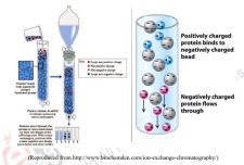 Ion exchange chromatography – Analytical chemistry