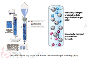 Ion exchange chromatography – Analytical chemistry