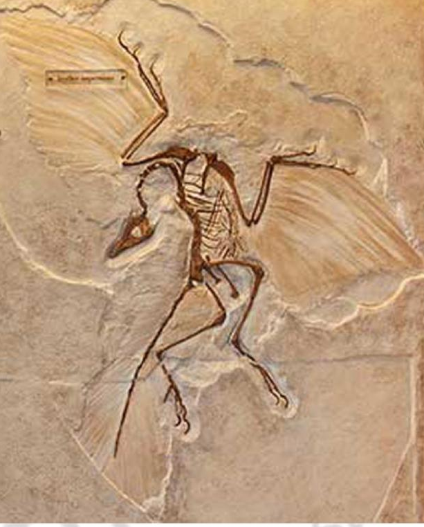 Palaeontology – Environmental geology