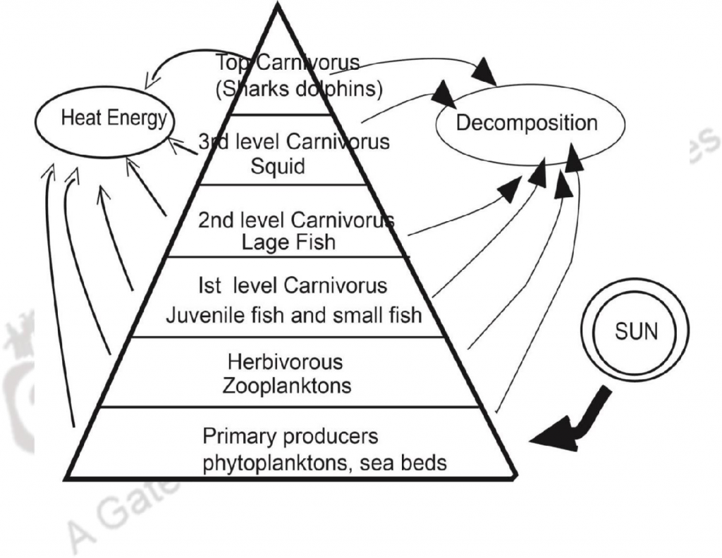 Oceanography – Environmental geology