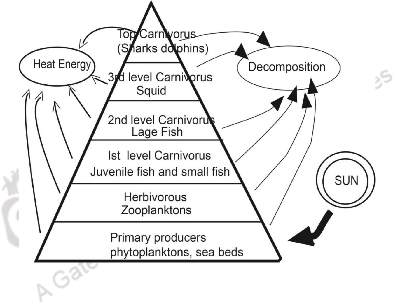 Oceanography – Environmental geology