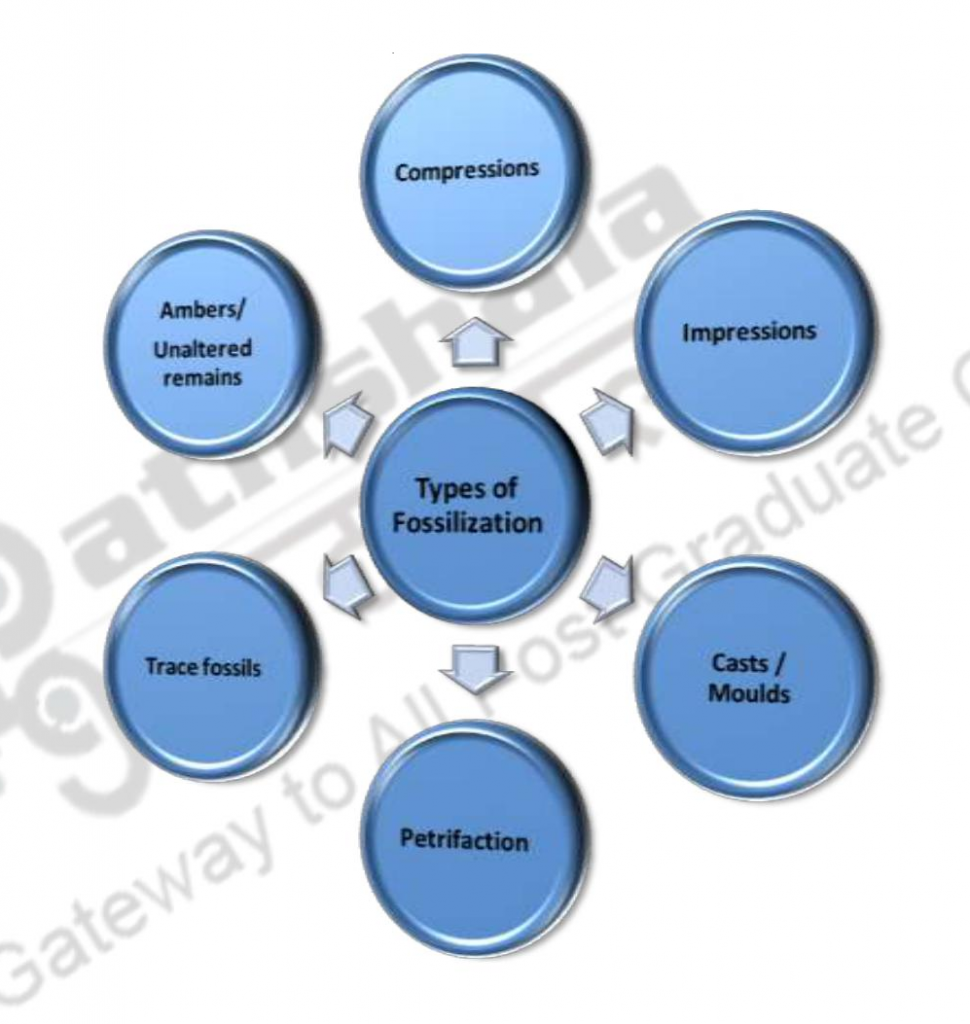 Palaeobotany – Environmental geology