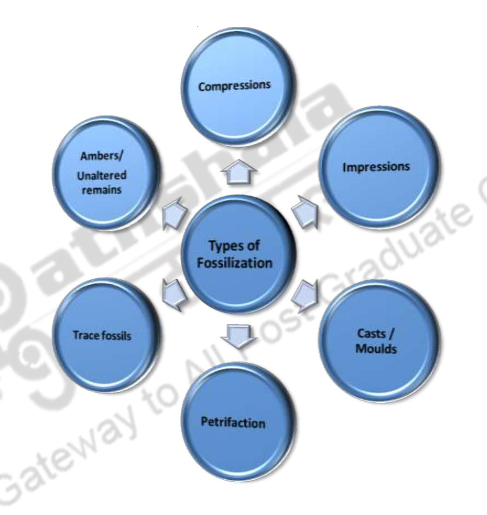 Palaeobotany – Environmental geology