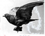 Aerial Photography – Remote sensing & GIS applications in environmental ...