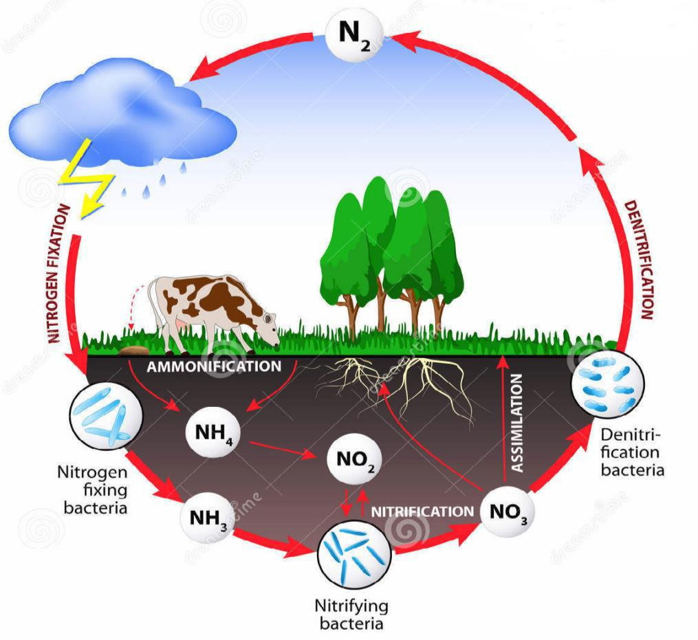 Biological Nitrification and De-nitrification – Environmental Pollution ...
