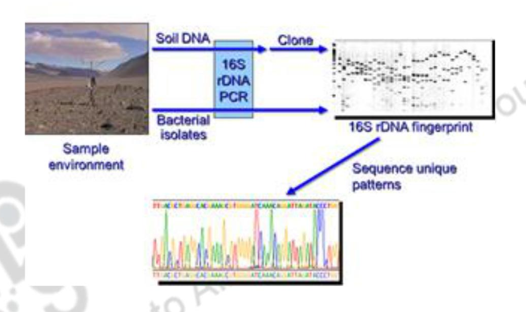 Soil microorganisms and their functions – I – Environmental Pollution ...
