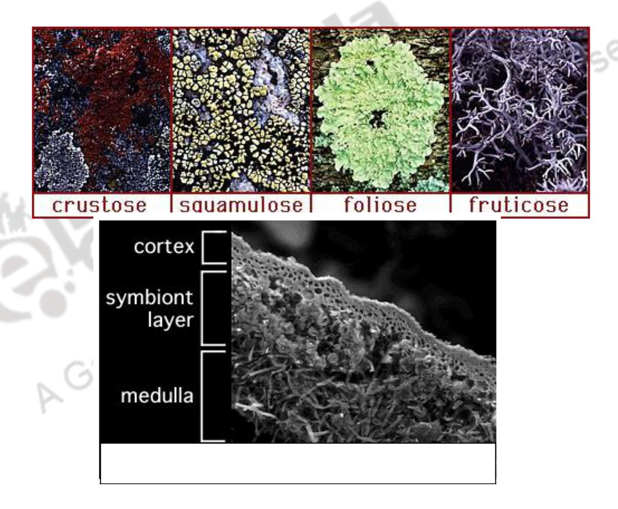 Soil Microorganisms and their functions-II – Environmental Pollution I1 ...
