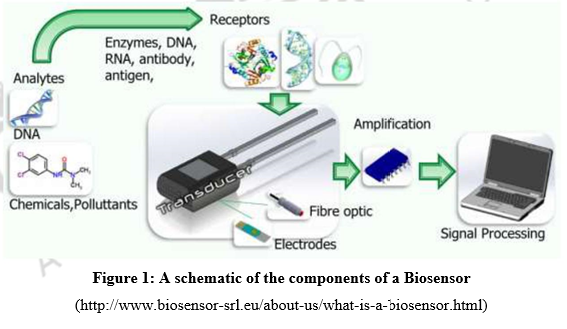 Biosensors: An Introduction – Environmental Microbiology & Biotechnology
