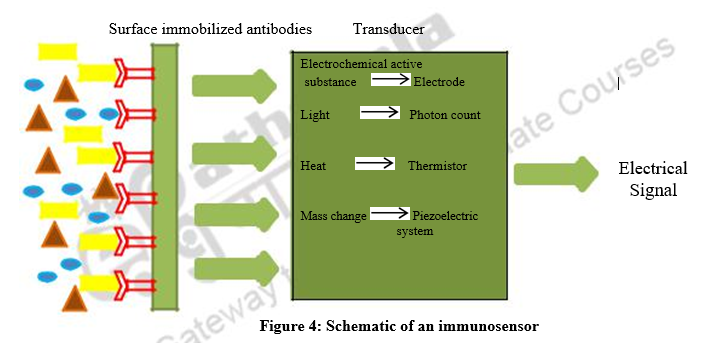 Biosensors: An Introduction – Environmental Microbiology & Biotechnology