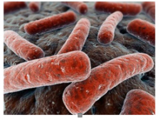 Airborne Microbial Diseases – Environmental Microbiology & Biotechnology