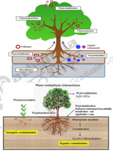 Role of microbes and plants in remediation – Phytoremediation ...