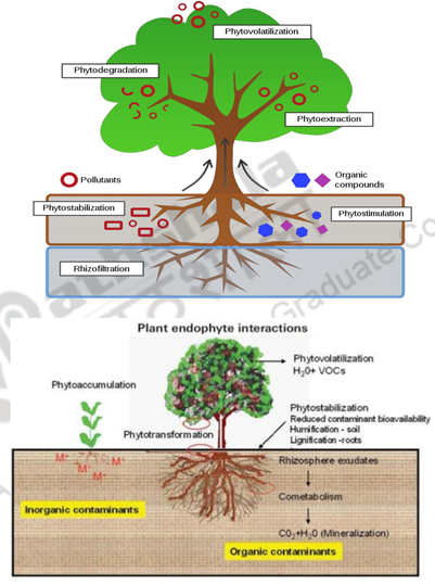 Role of microbes and plants in remediation – Phytoremediation ...