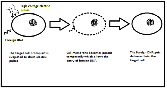Genetically Modified Crops – Methods of Gene Transfer – Environmental ...