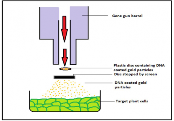 Genetically Modified Crops – Methods of Gene Transfer – Environmental ...