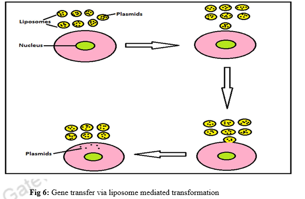 Genetically Modified Crops – Methods of Gene Transfer – Environmental ...
