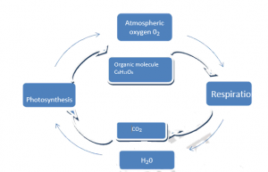 Biogeochemical Cycles – Environmental chemistry