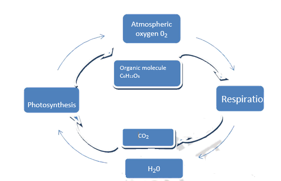 Biogeochemical Cycles – Environmental chemistry