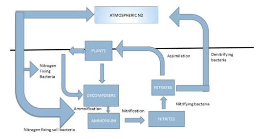 Biogeochemical Cycles – Environmental chemistry