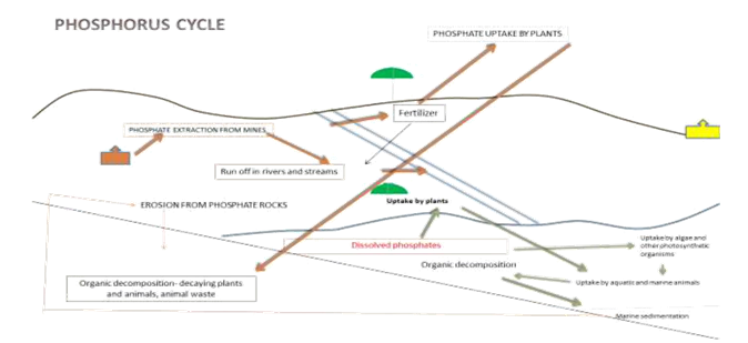 Biogeochemical Cycles – Environmental chemistry