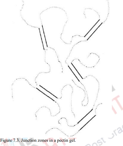 Pectins and Gums – Food Additives and Food Quality Assurance
