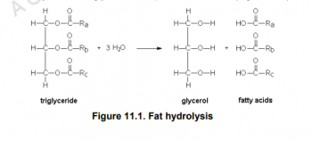 Fat hydrolysis, interesterification and hydrogenation – Food Additives ...