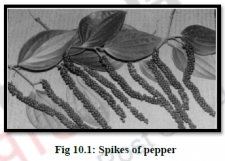 Pepper: processing of pepper – Technology of spices and condiments