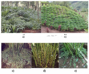 Cardamom: Composition – Technology of spices and condiments
