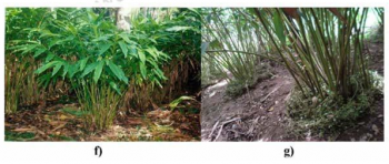 Cardamom: Composition – Technology of spices and condiments