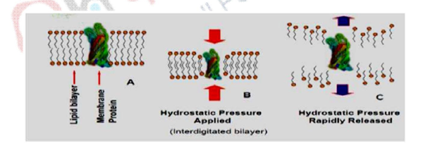 High Hydrostatic Pressure Technology – Principles of the Food ...