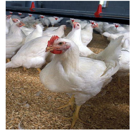 Primary processing of poultry – Technology of Meat Products