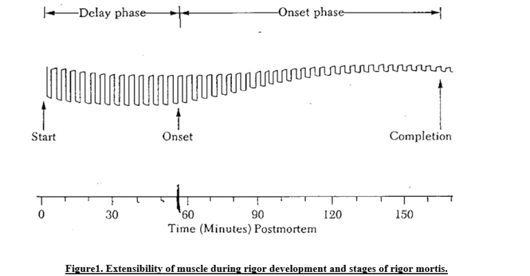Post mortem muscle chemistry-2:Rigor Mortis & Aging of Meat ...