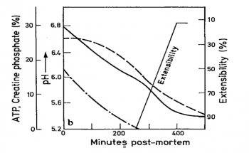 Post mortem muscle chemistry-2:Rigor Mortis & Aging of Meat ...