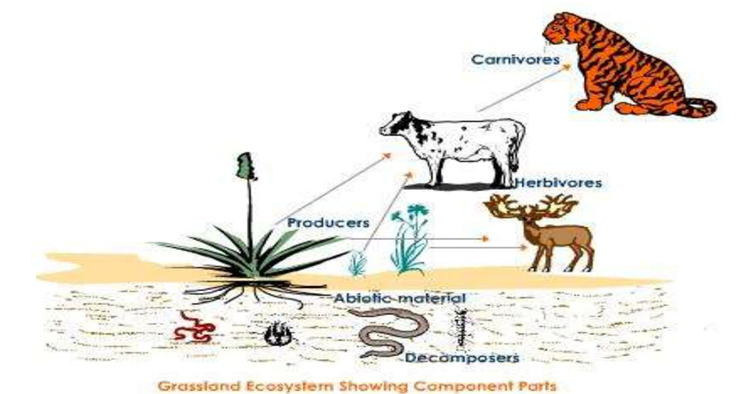 Concepts and Components of Environment – Environmental Geography