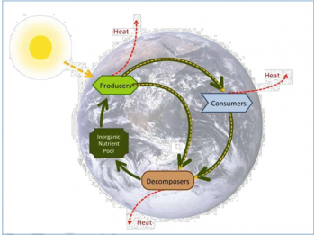 Biogeochemical Cycles – Environmental Geography
