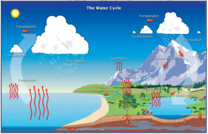 Biogeochemical Cycles – Environmental Geography