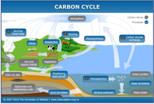 Biogeochemical Cycles – Environmental Geography