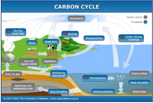 Biogeochemical Cycles – Environmental Geography