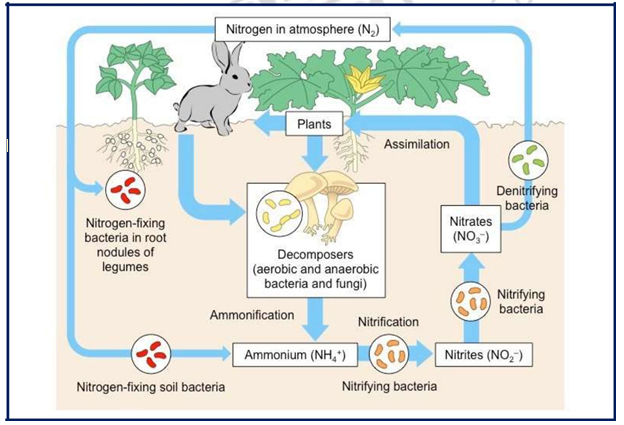 Biogeochemical Cycles – Environmental Geography