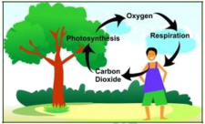 Biogeochemical Cycles – Environmental Geography