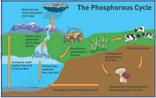 Biogeochemical Cycles – Environmental Geography