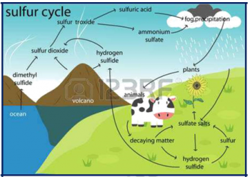 Biogeochemical Cycles – Environmental Geography