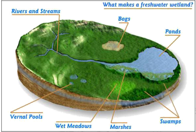 Wetlands and Mangroves – Environmental Geography