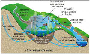 Wetlands and Mangroves – Environmental Geography
