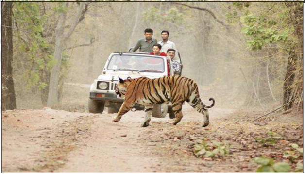 Deforestation and Man – Animal Conflicts in India – Environmental Geography