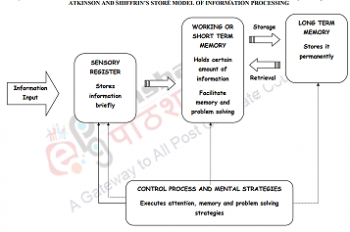 Cognitive development – Piaget’s theory and information processing ...