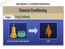 Learning principles – classical conditioning, operant conditioning ...