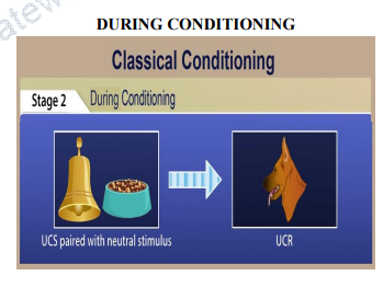 Learning principles – classical conditioning, operant conditioning ...