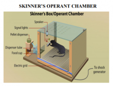 Learning principles – classical conditioning, operant conditioning ...