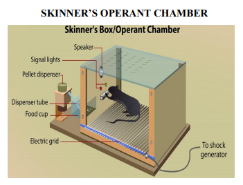 Learning principles – classical conditioning, operant conditioning ...